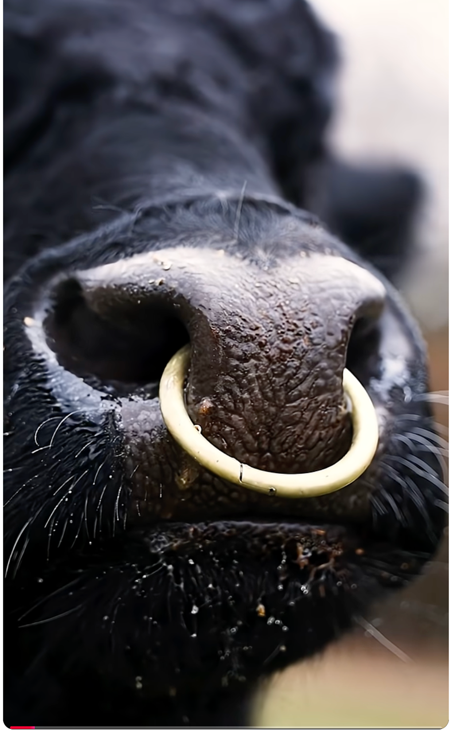 Angus Bull Book