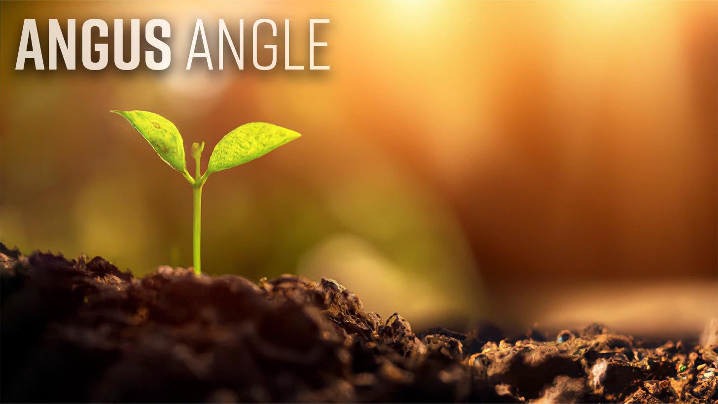 Angus Angle