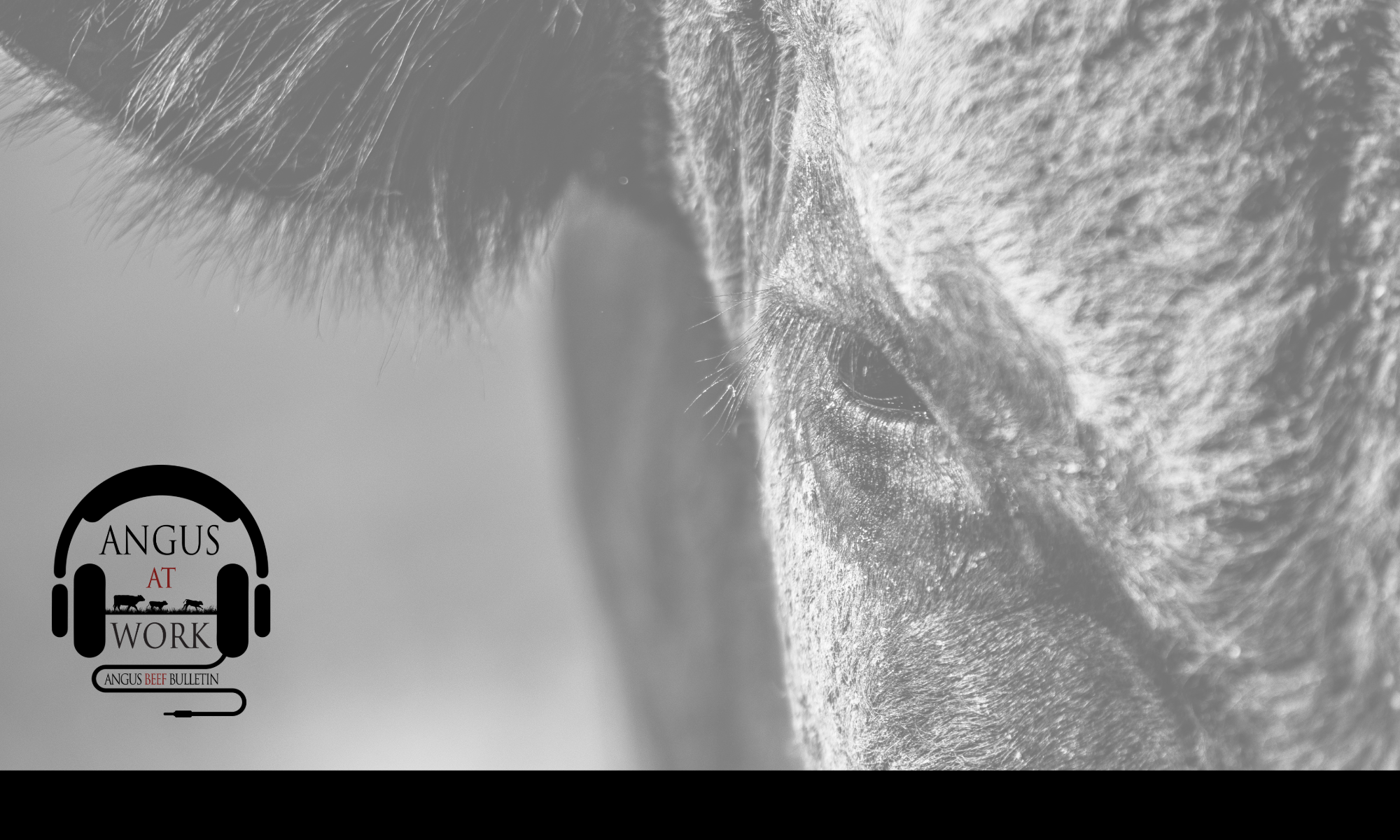 Making the Most of Your Angus Bull with Troy Marshall