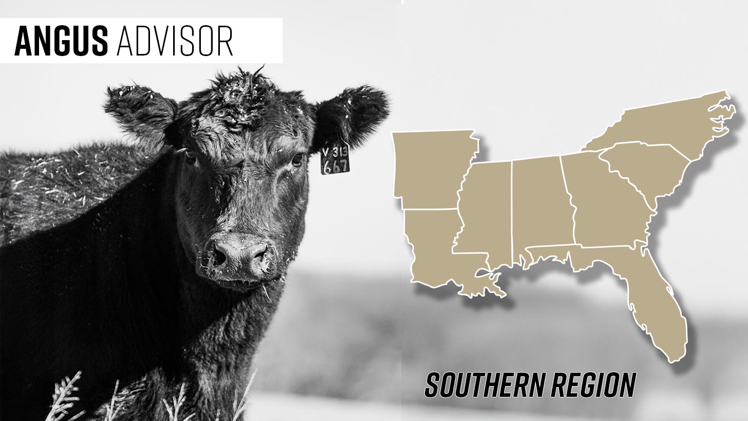 Angus Advisor: Southern Region