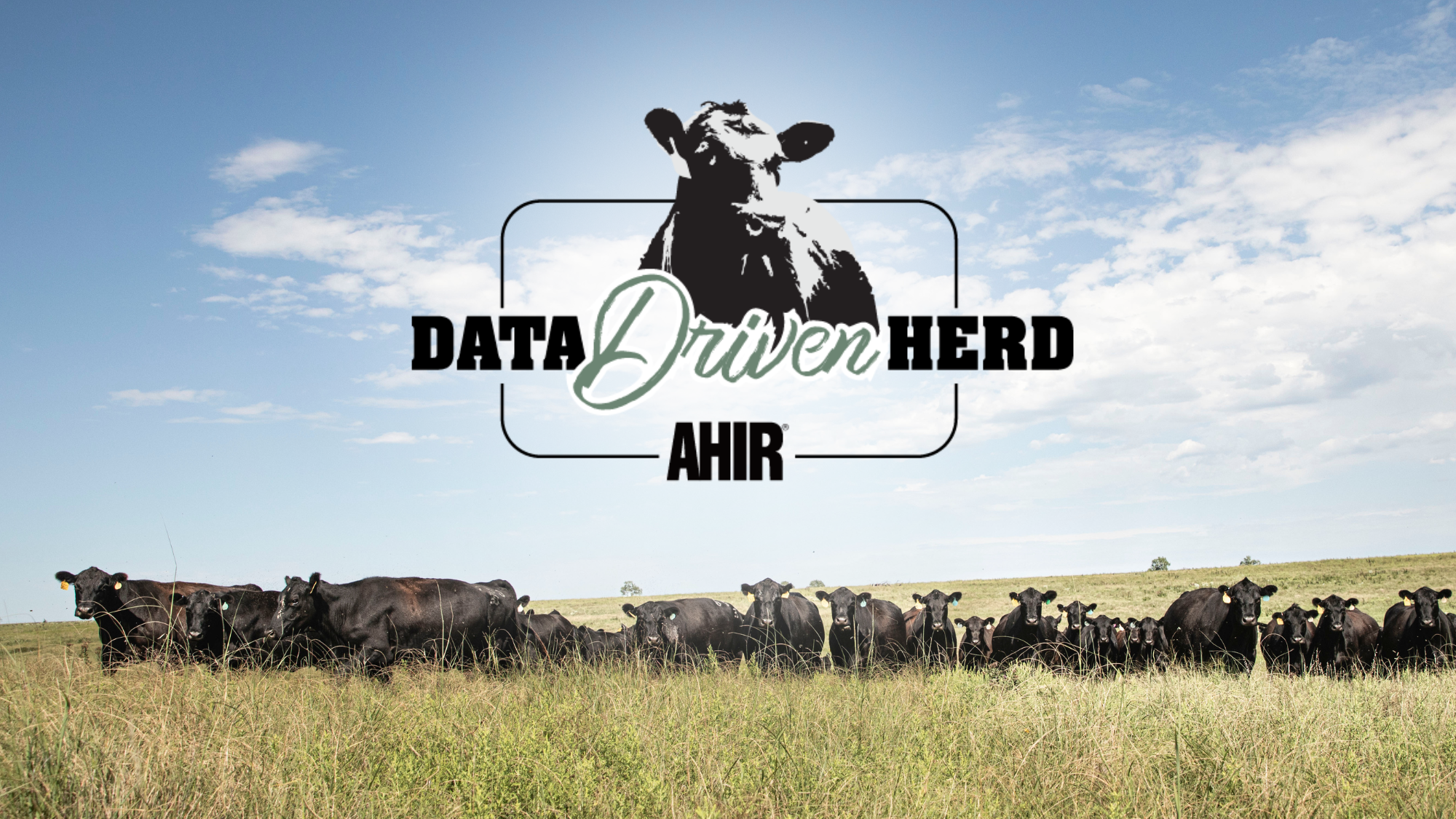 2025 Data Driven Herds