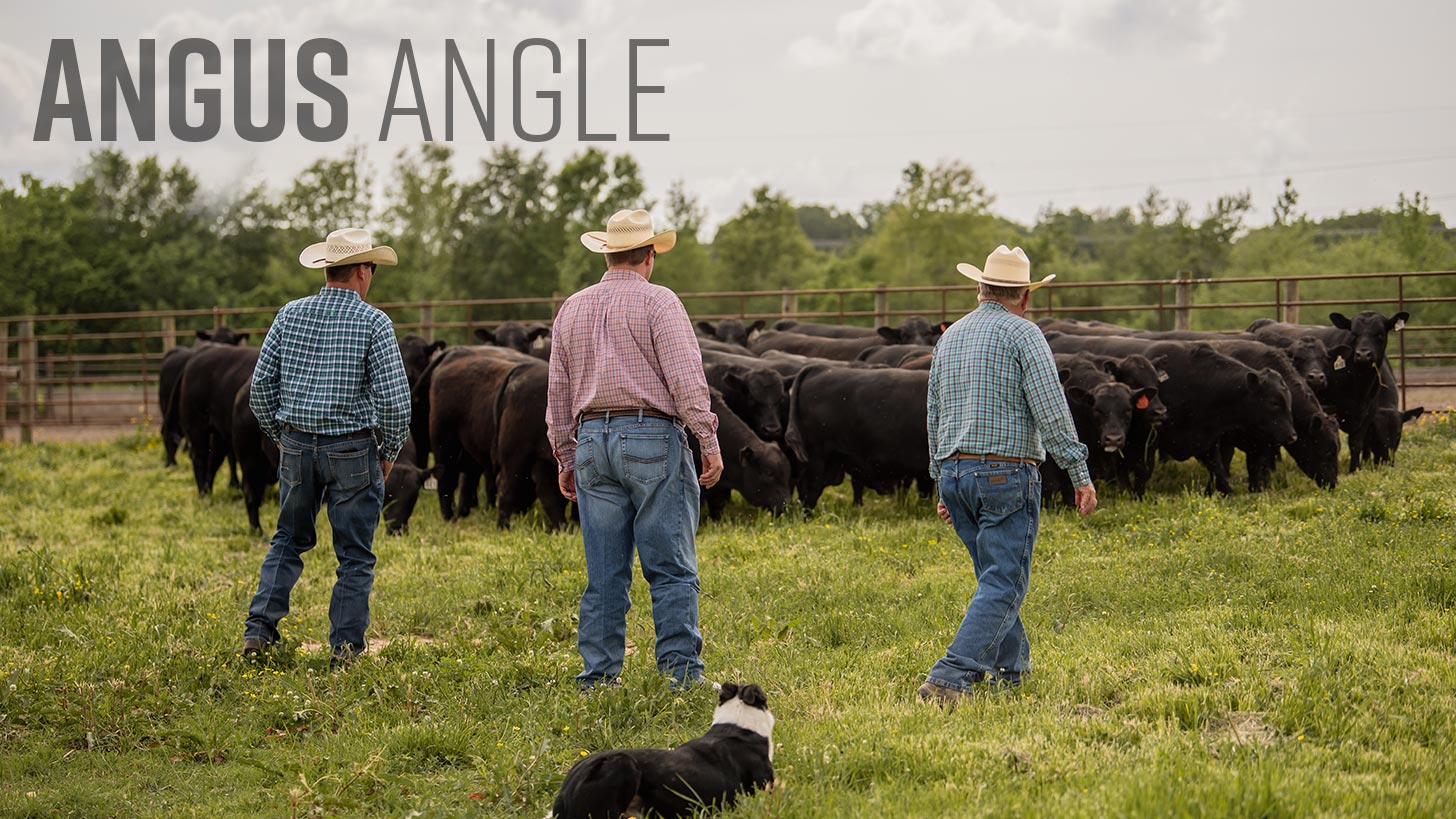 Angus Angle
