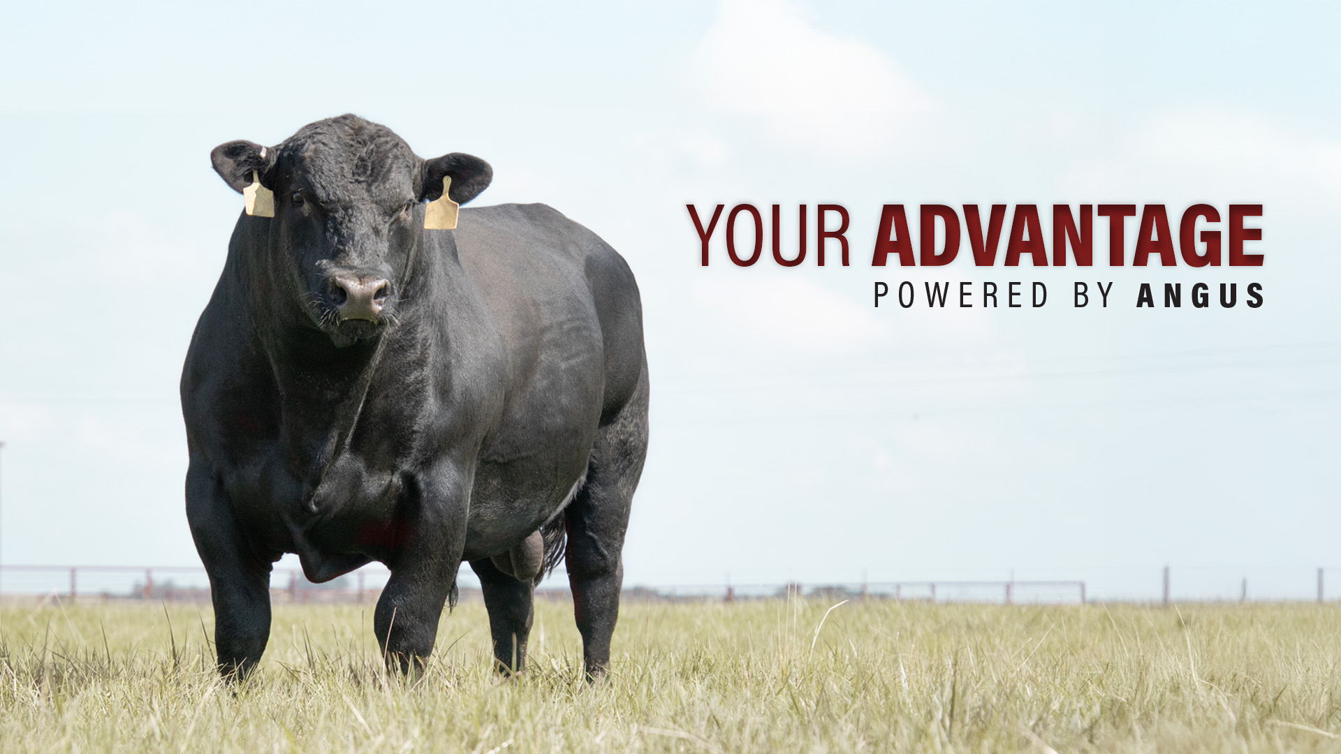 Angus Advantage