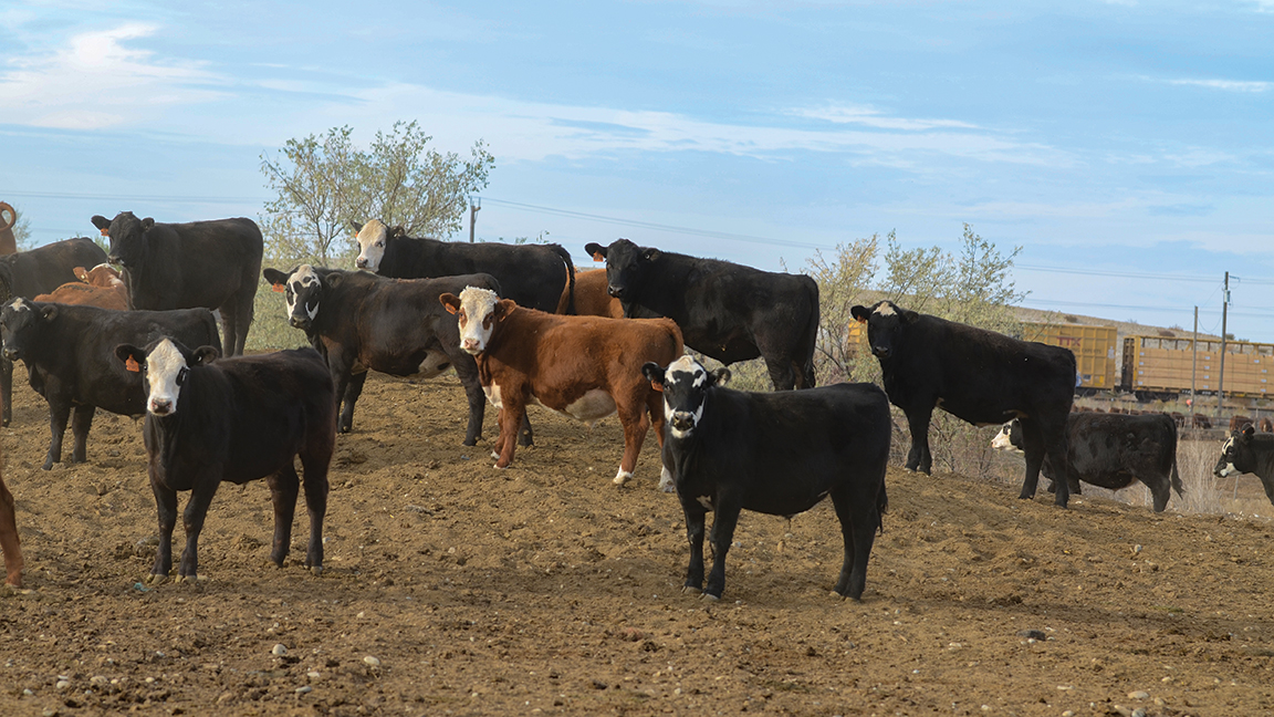 Customized Calves Make Buyers Happy
