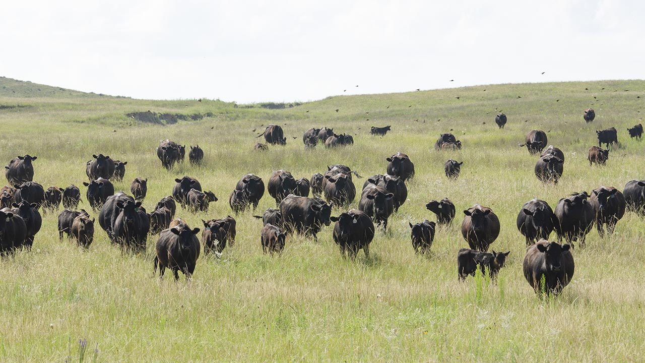 The Survey Says: Angus Genetics Provide Value Through Supply Chain