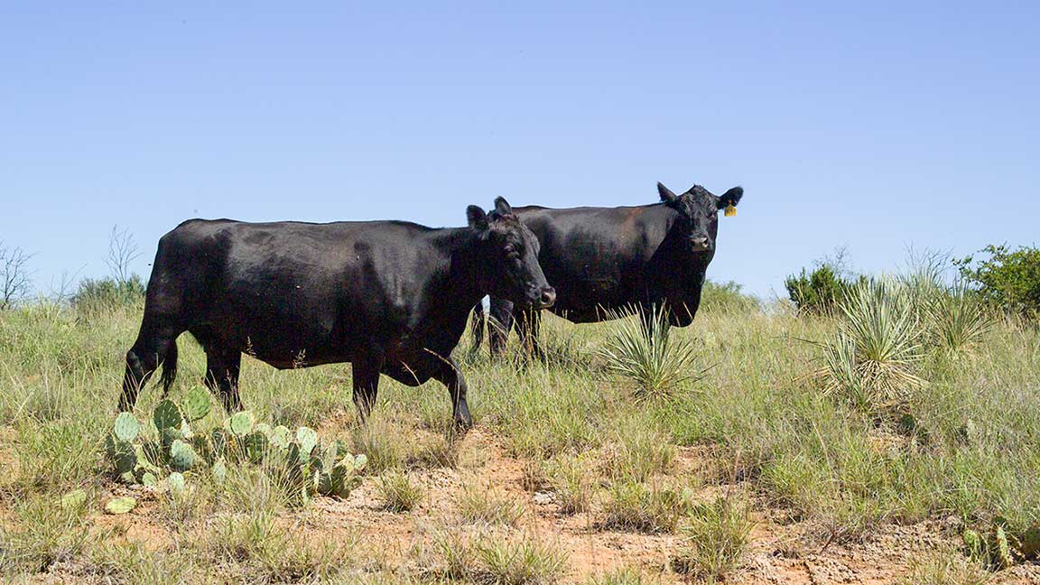 Balancing Input & Output