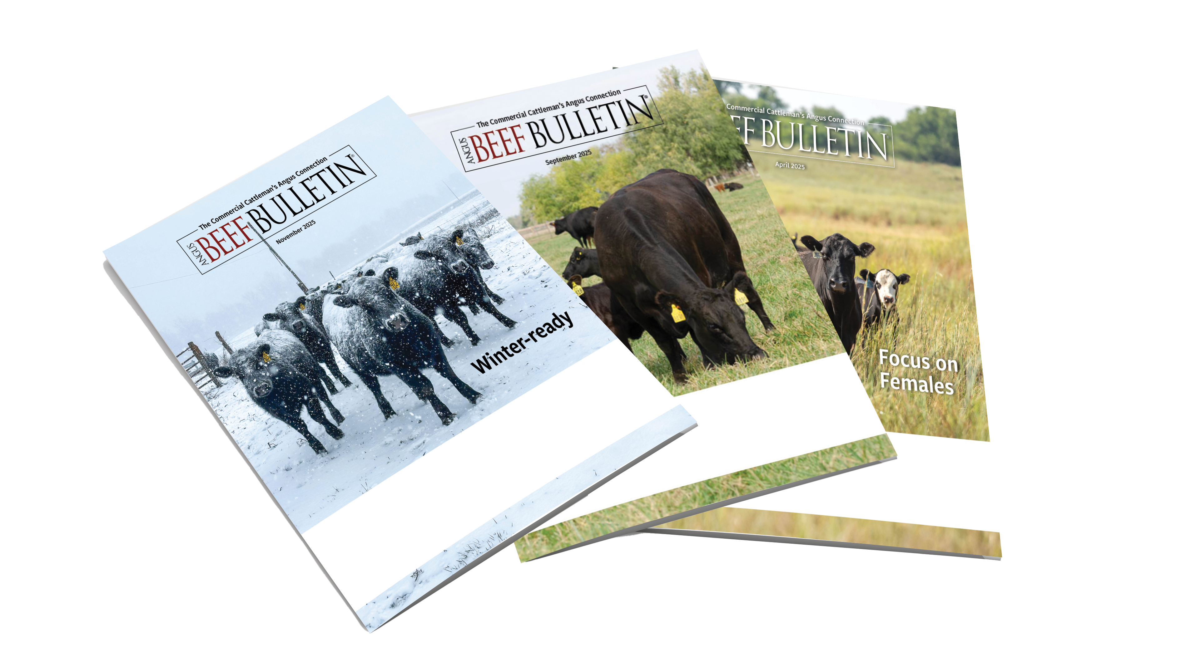 Angus Beef Bulletin