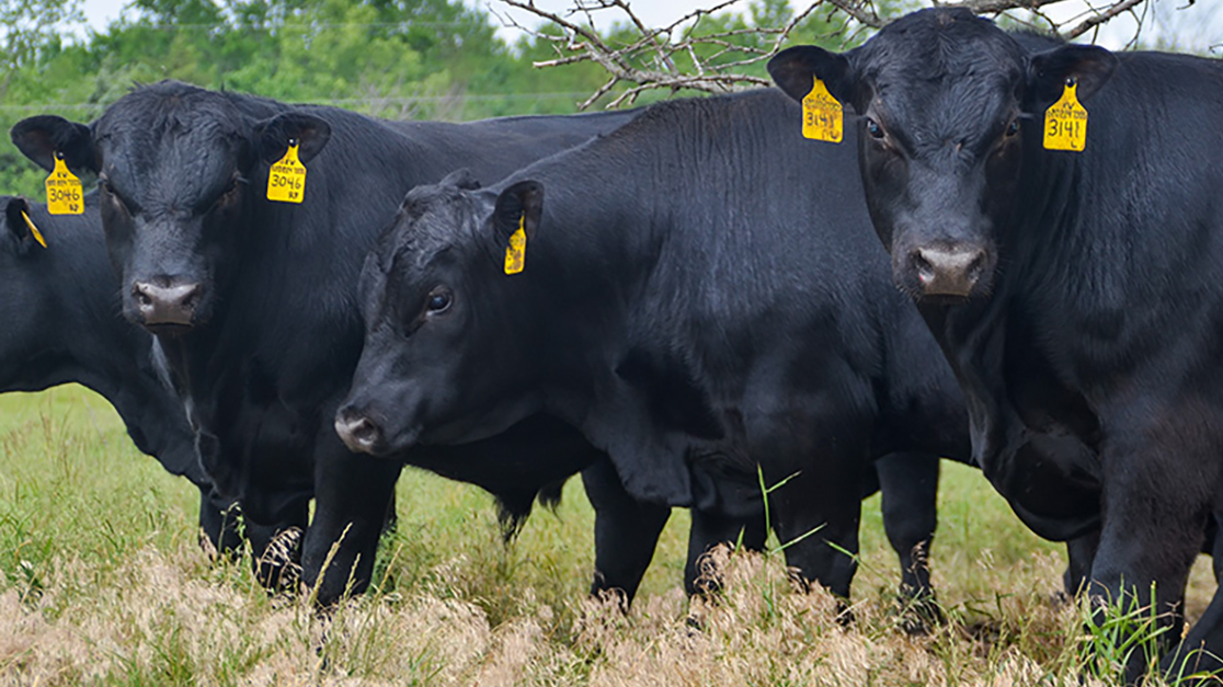 How Much Bull Power Do You Need?