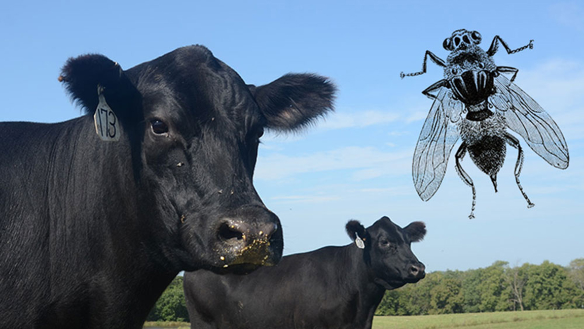 Heel Flies and Cattle Grubs are Still a Problem