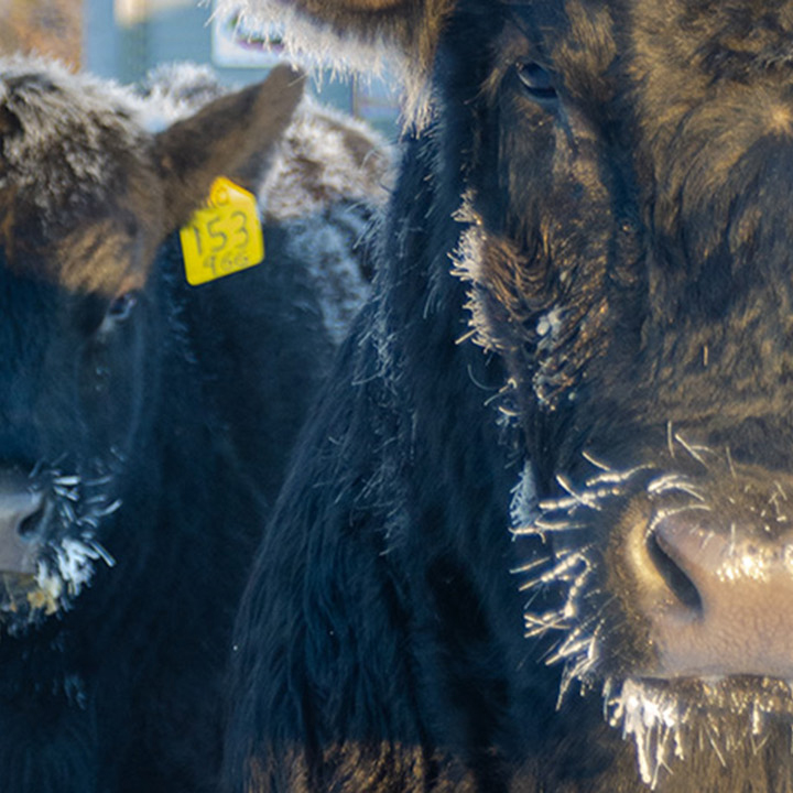 Caring for Bulls in the Winter