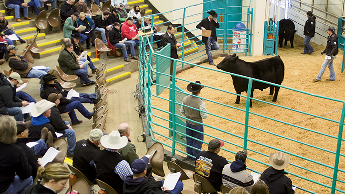 Selecting a Bull? Ask the Right Questions