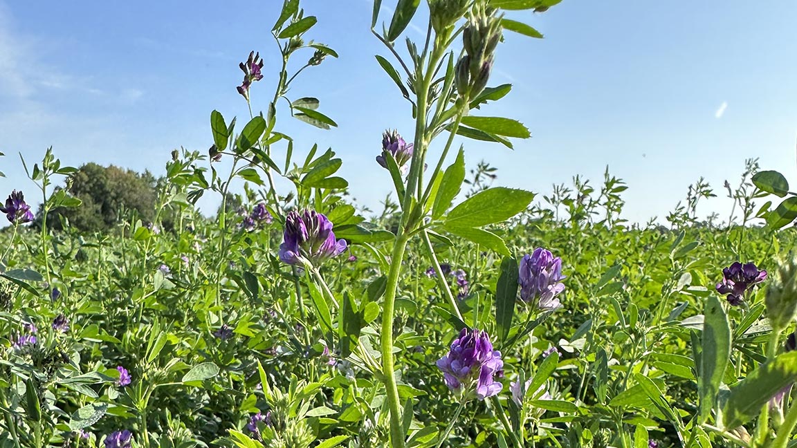 Understand Forage Quality Analysis
