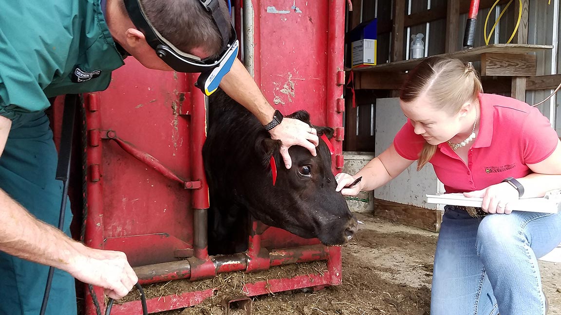 How to Handle Livestock Safely