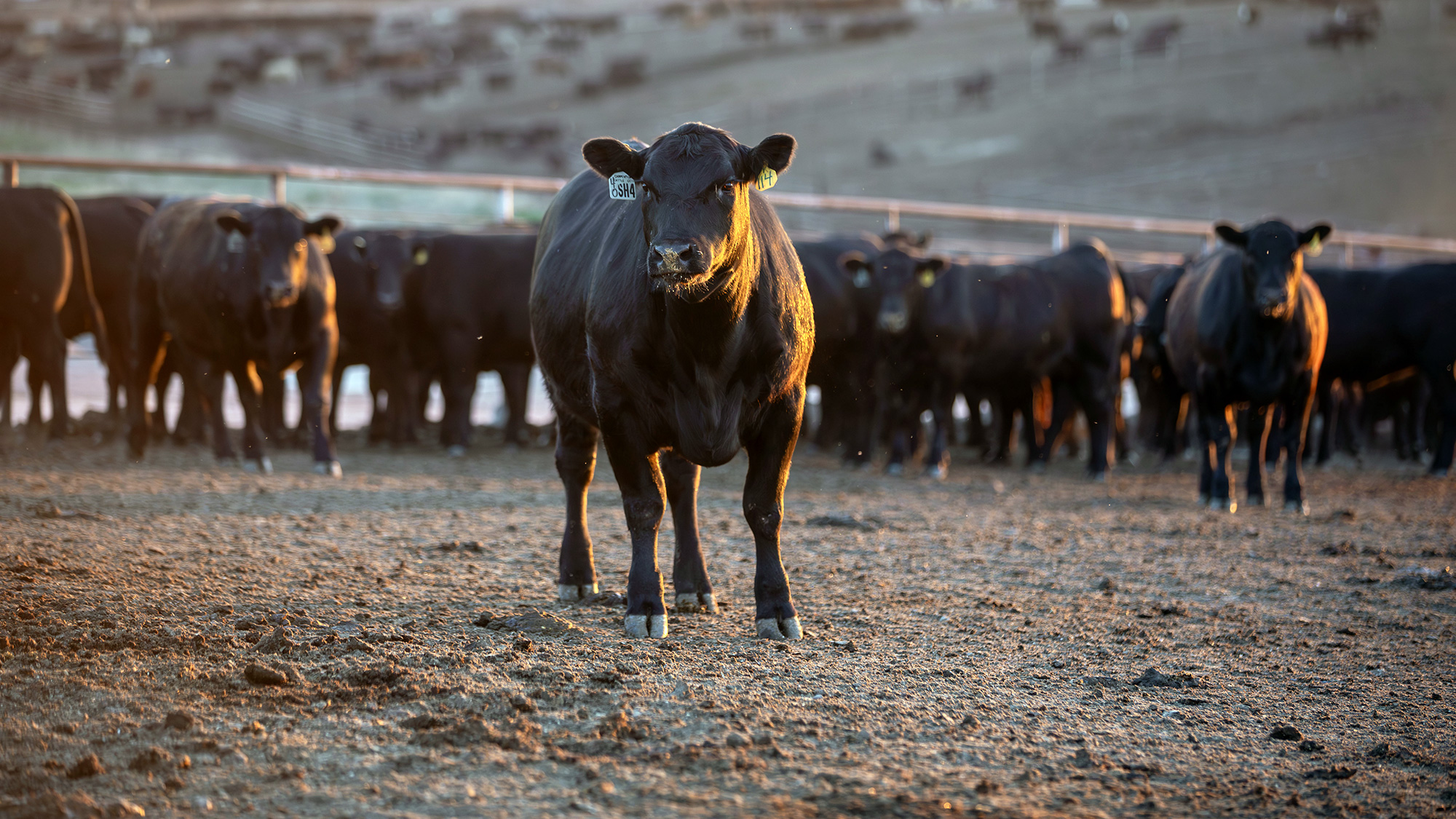 The Second-Best Sales Year for Certified Angus Beef