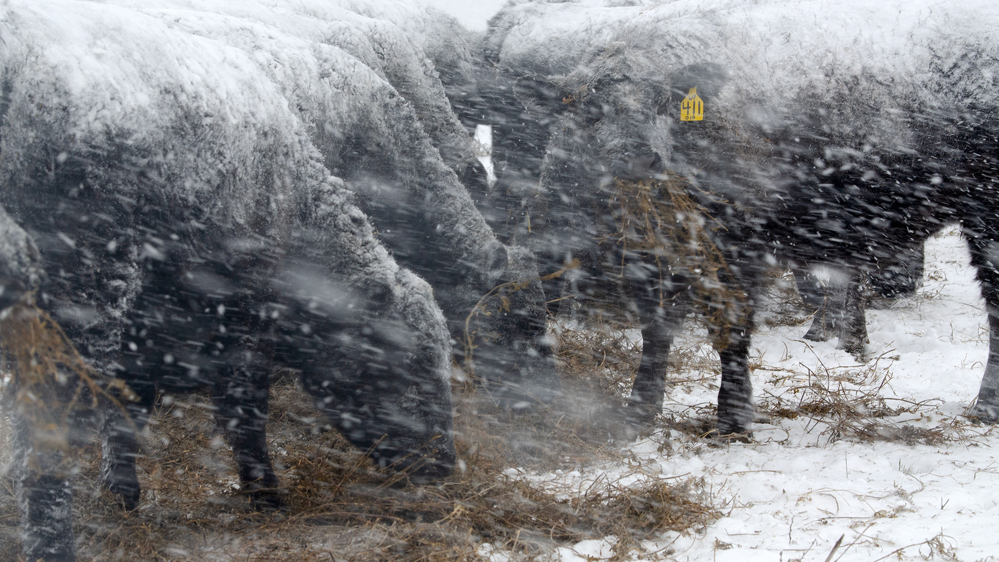 Cattle Care During Prolonged Extreme Cold