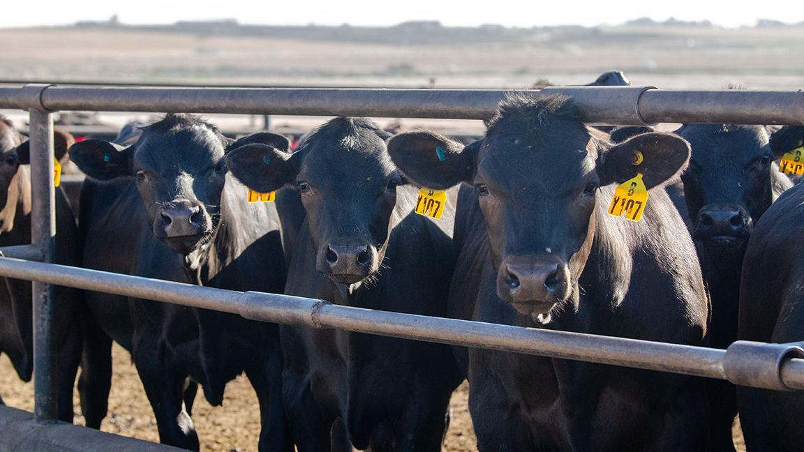 Effects of Early Diet Options in Beef-on-Dairy Calves