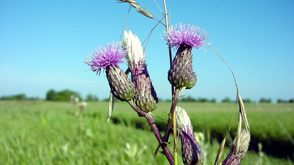 Effective Management of Canada Thistle