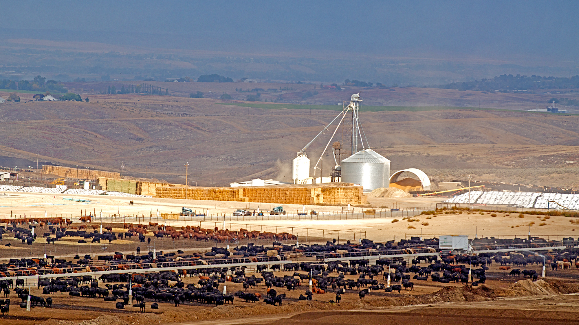 Who Feeds the Cattle?