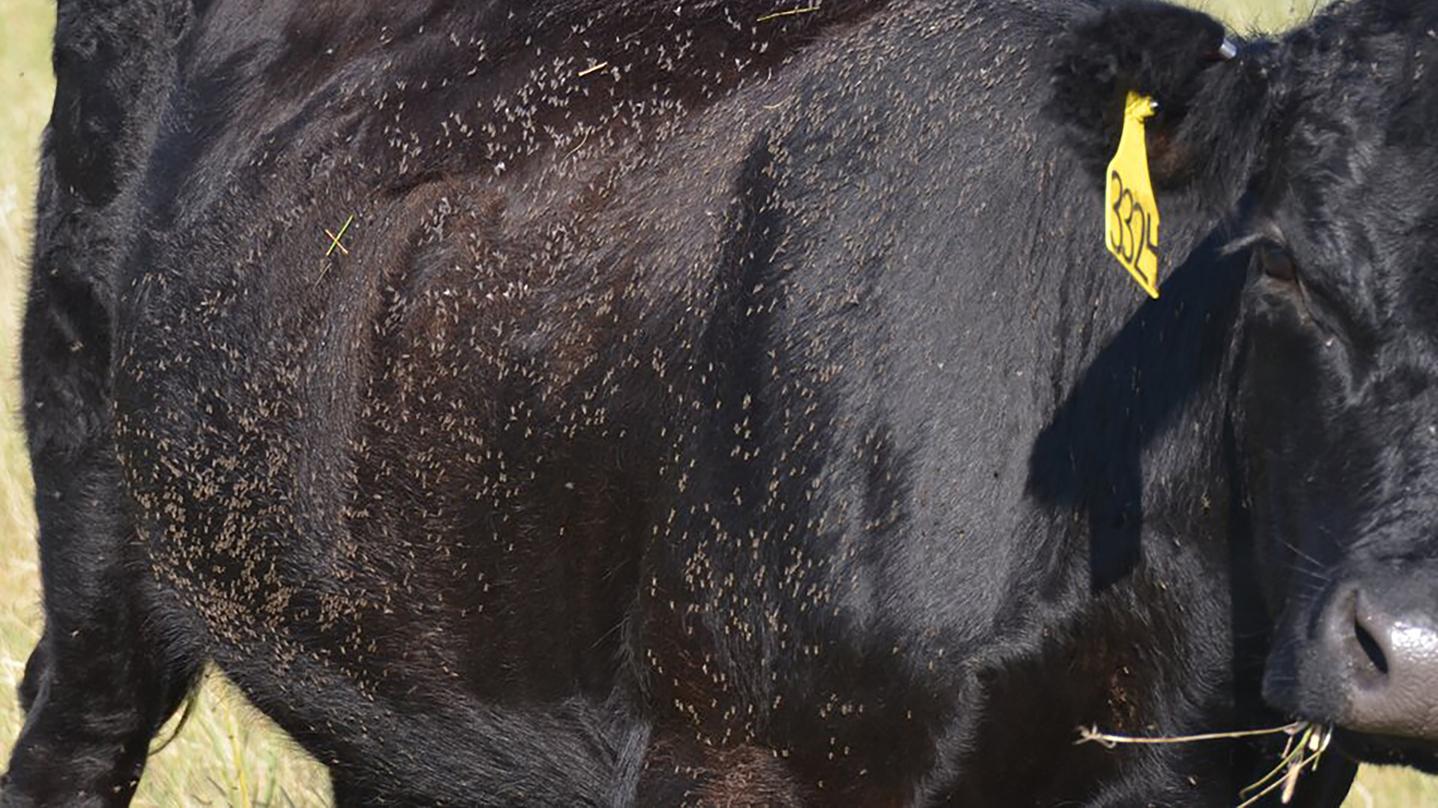 Horn Flies and Grazing Cattle
