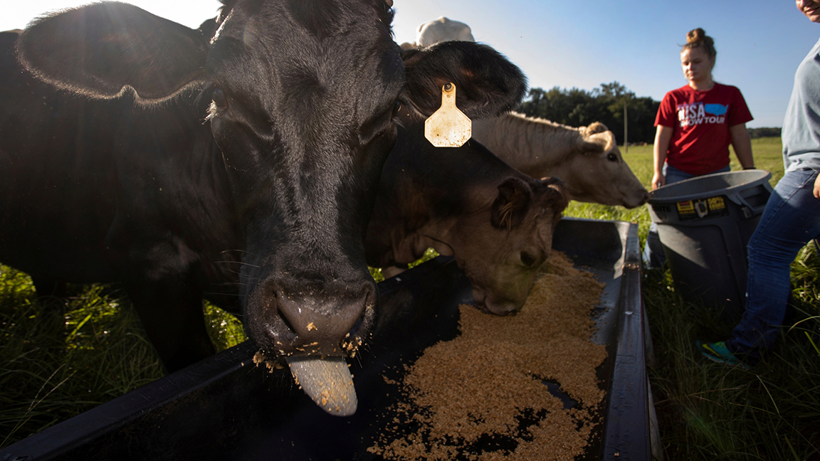 Feeding Cows Seaweed Reduces Methane Emissions, But Does It Make ...