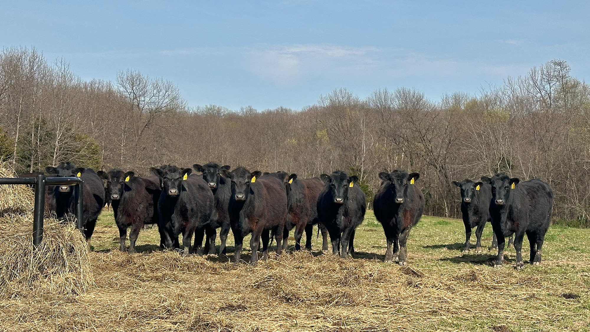 Current Value of Replacement Heifers