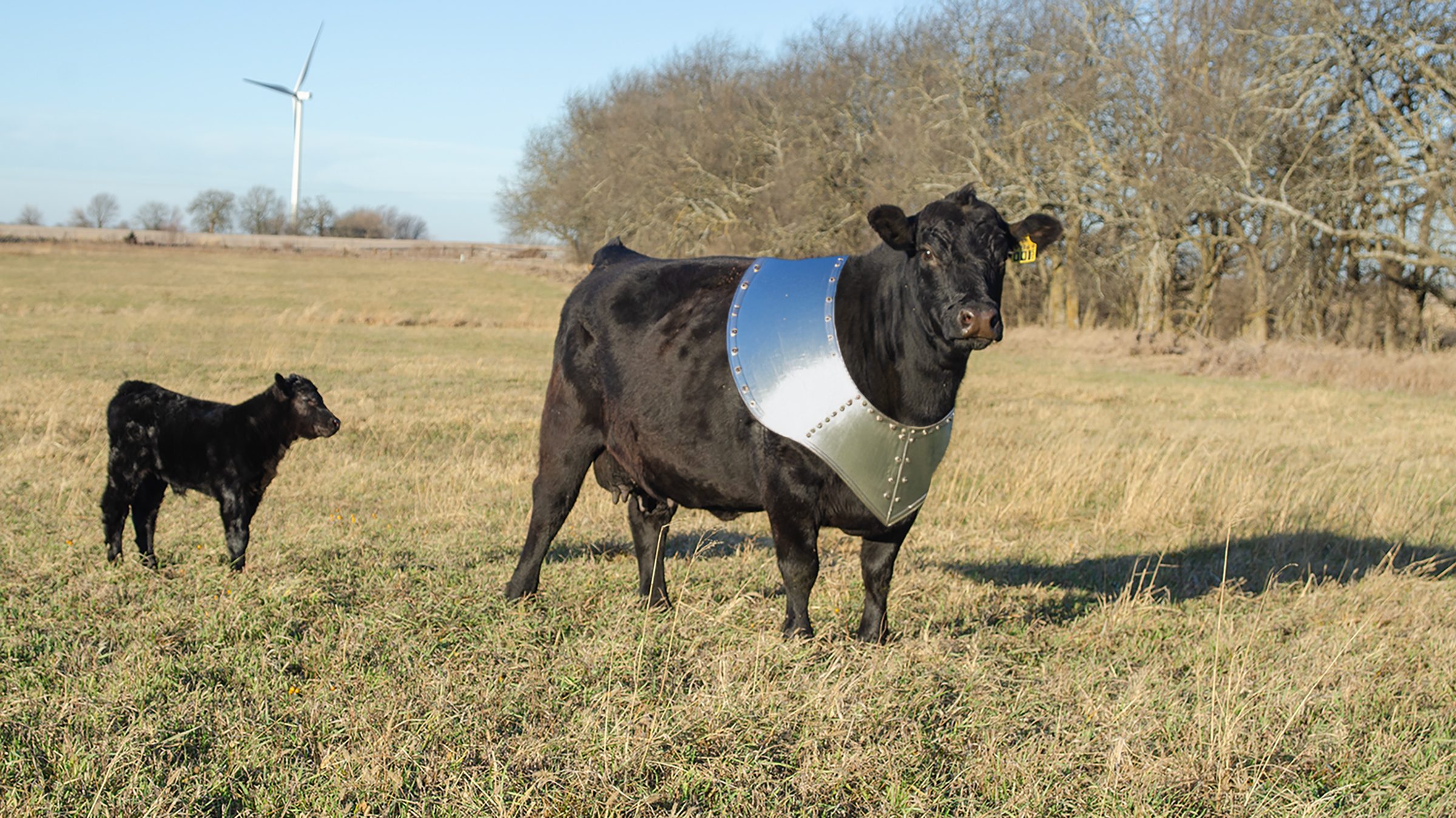Armor Up Against Bovine Respiratory Disease