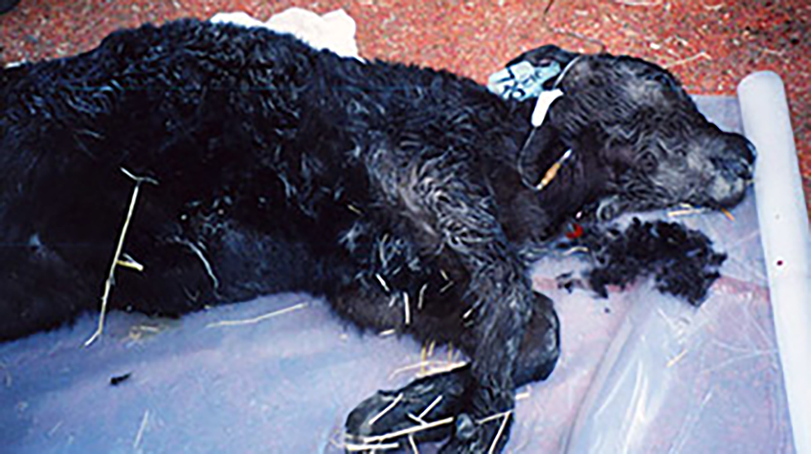 Emergency IV for Dehydrated Calves