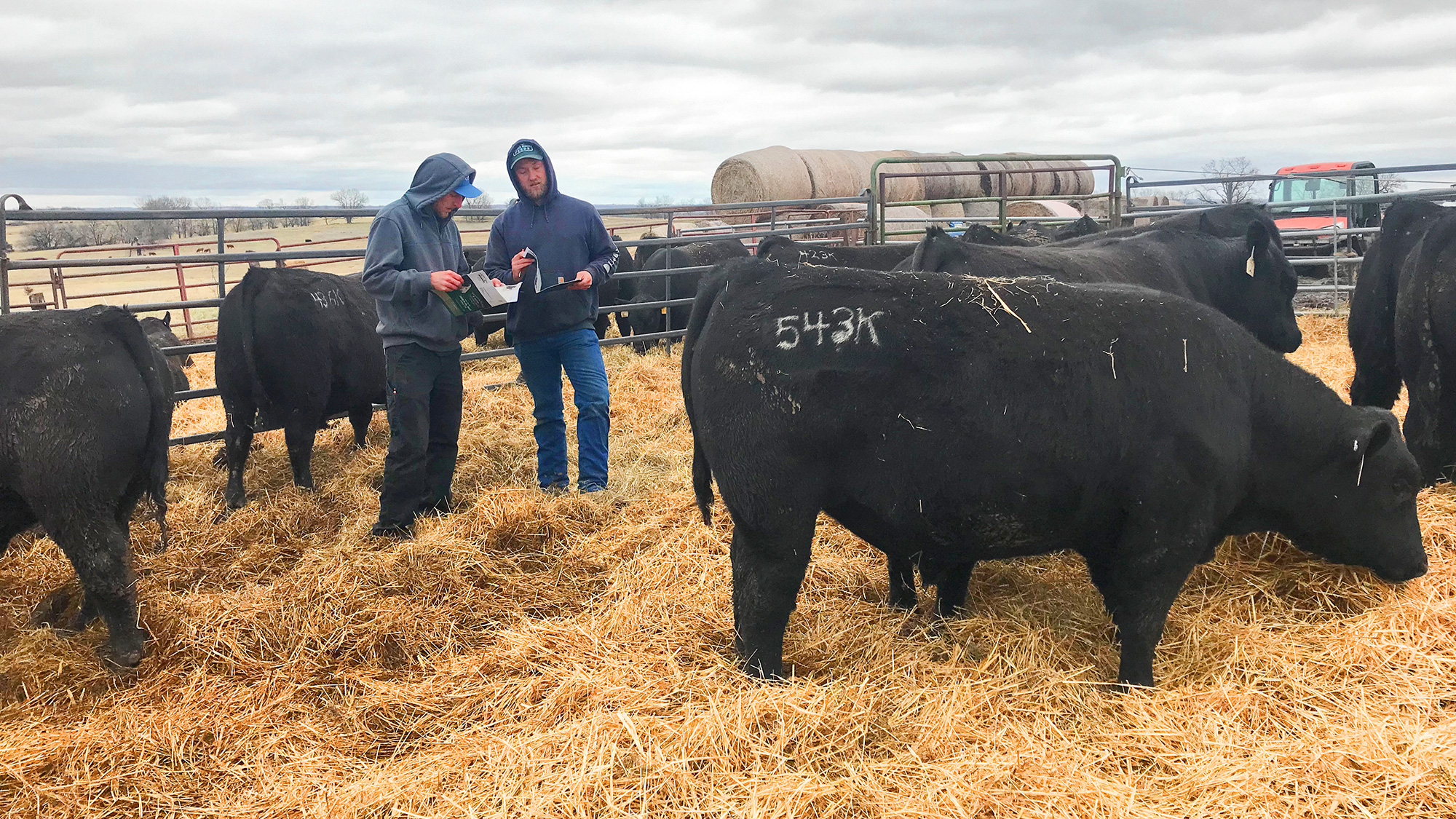 Bull Selection: The Options are Endless