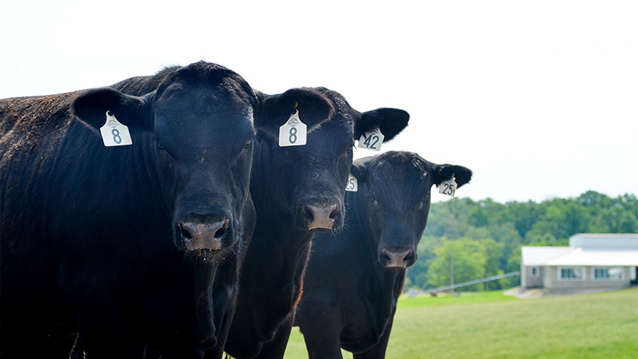 Selecting Heifer Bulls
