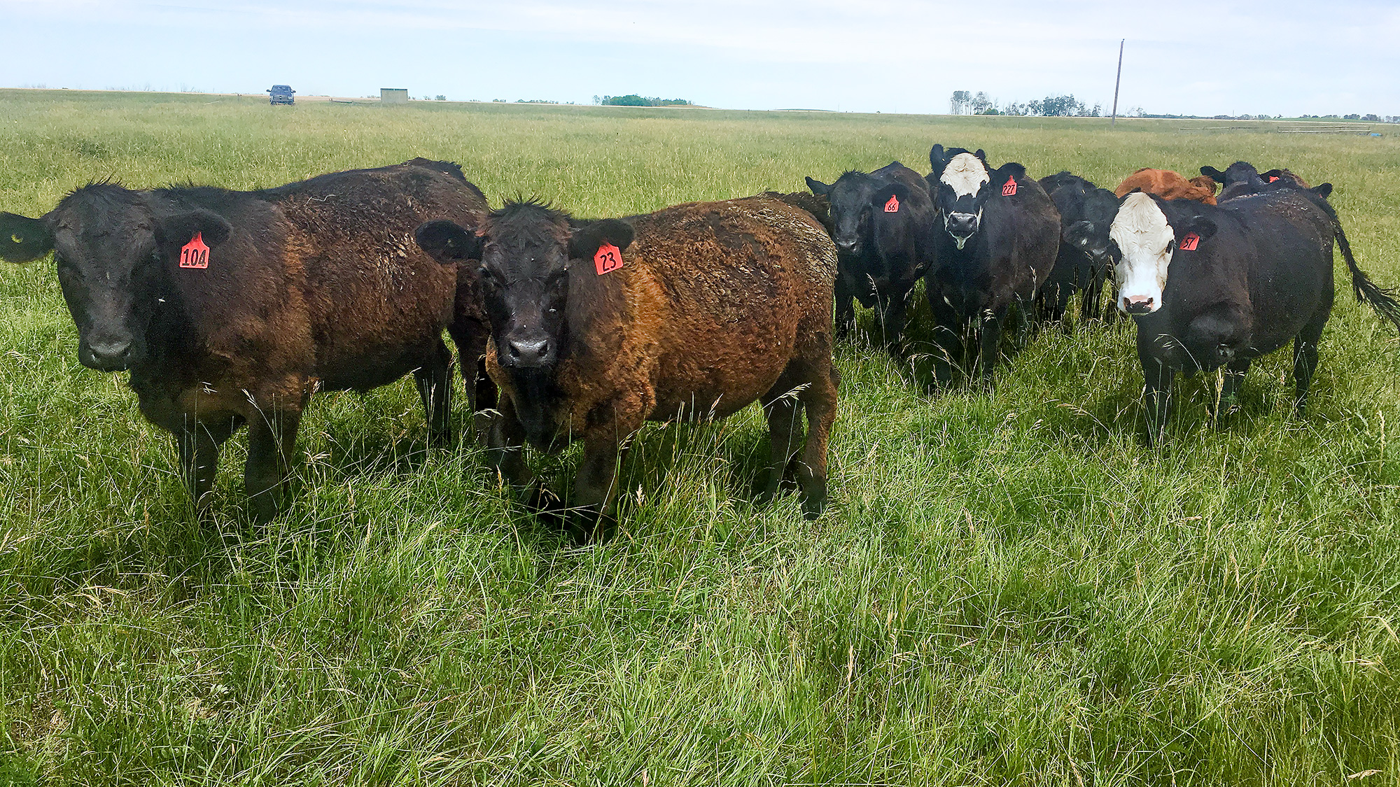 Backgrounding Calves on Pasture