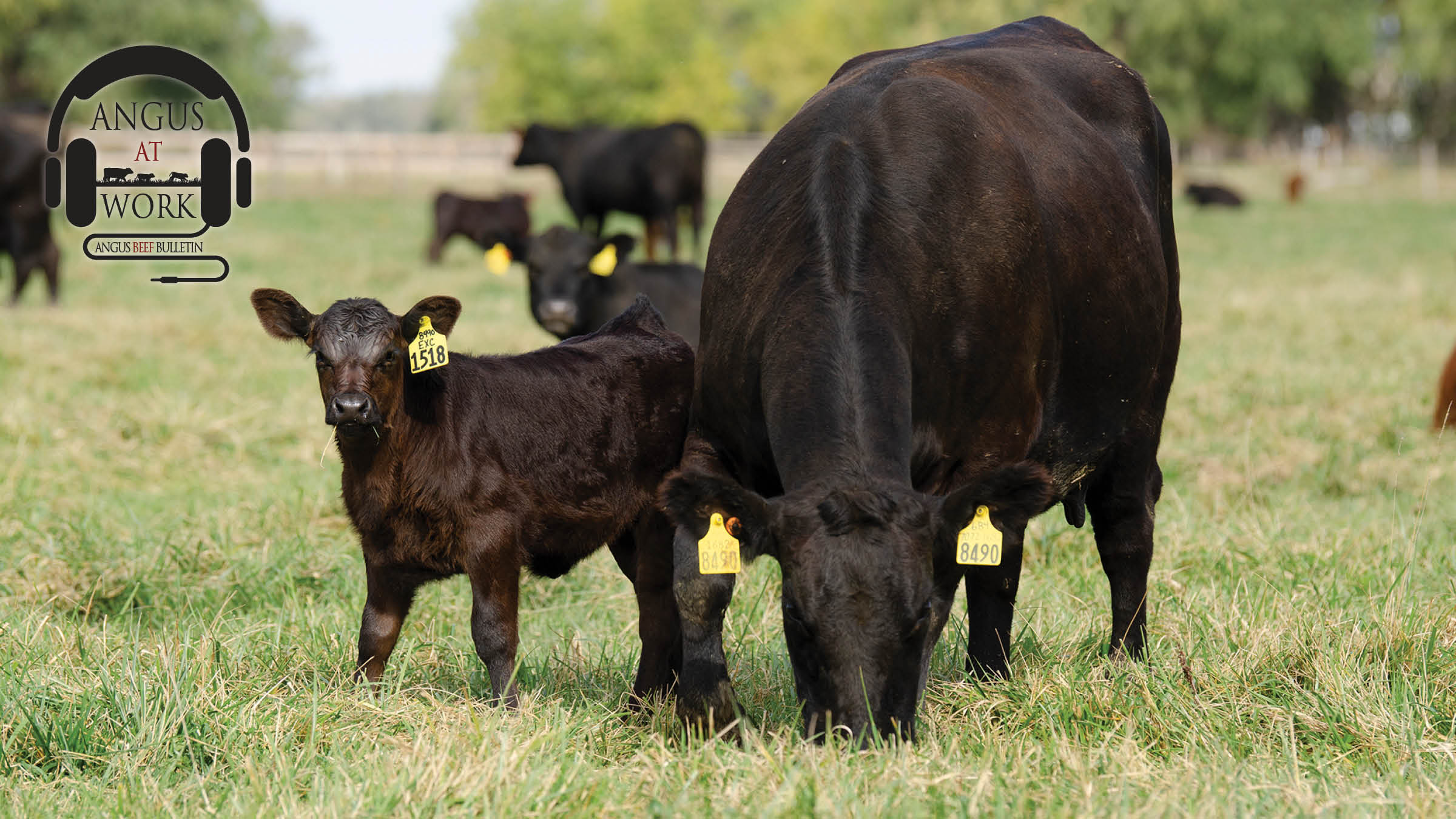 Building a Better Cow with David Lalman