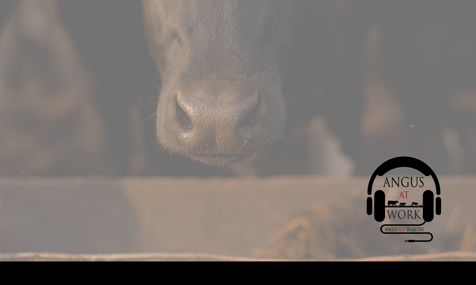 How Bull Selection Affects Your Feeder-Calf Prices with Brian Bertelsen