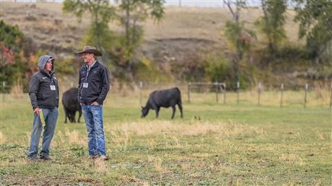 50th Annual Montana Angus Tour Draws Hundreds