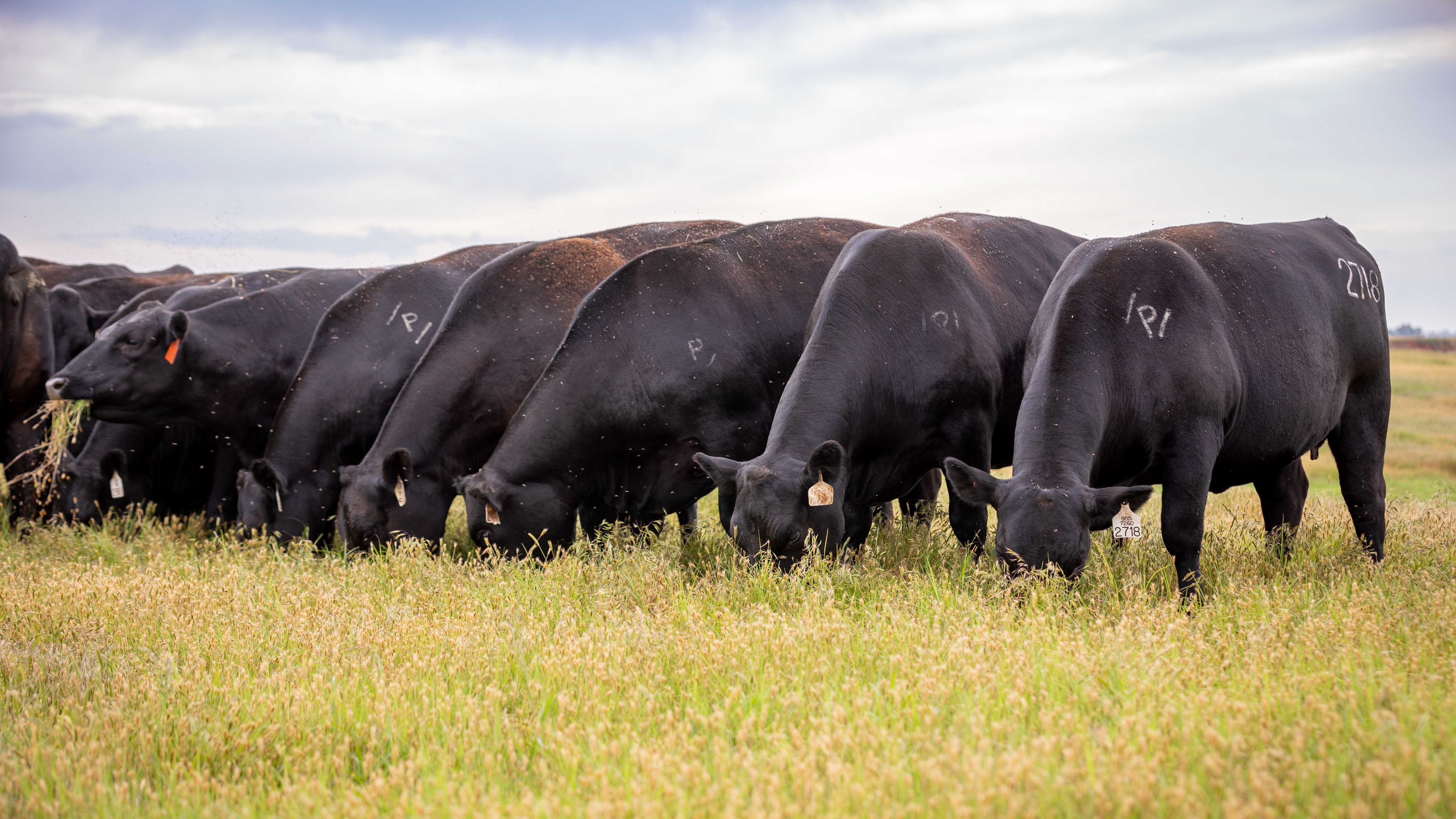 The Intersection of Precision and Passion