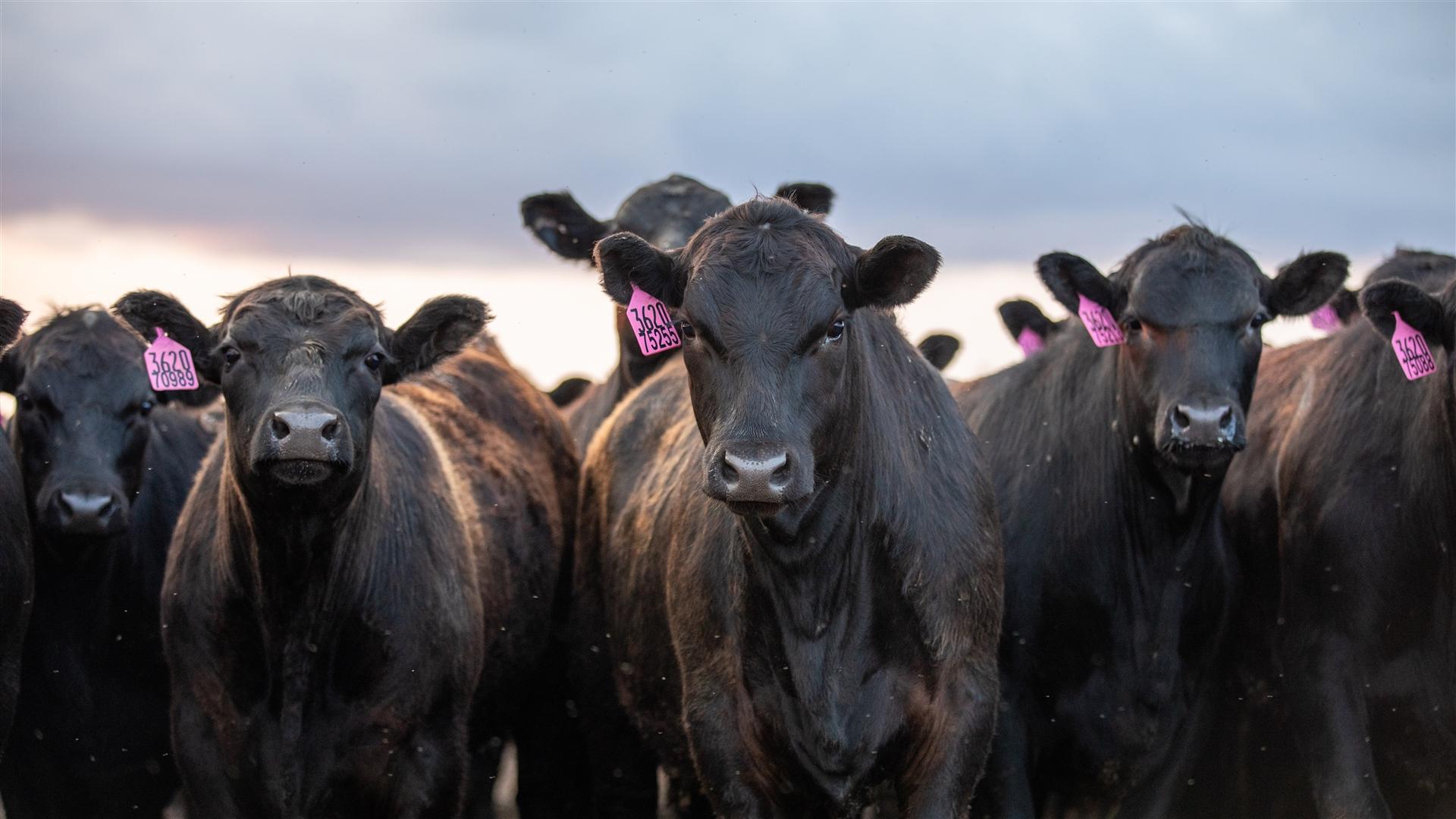 The Second-Best Sales Year for Certified Angus Beef