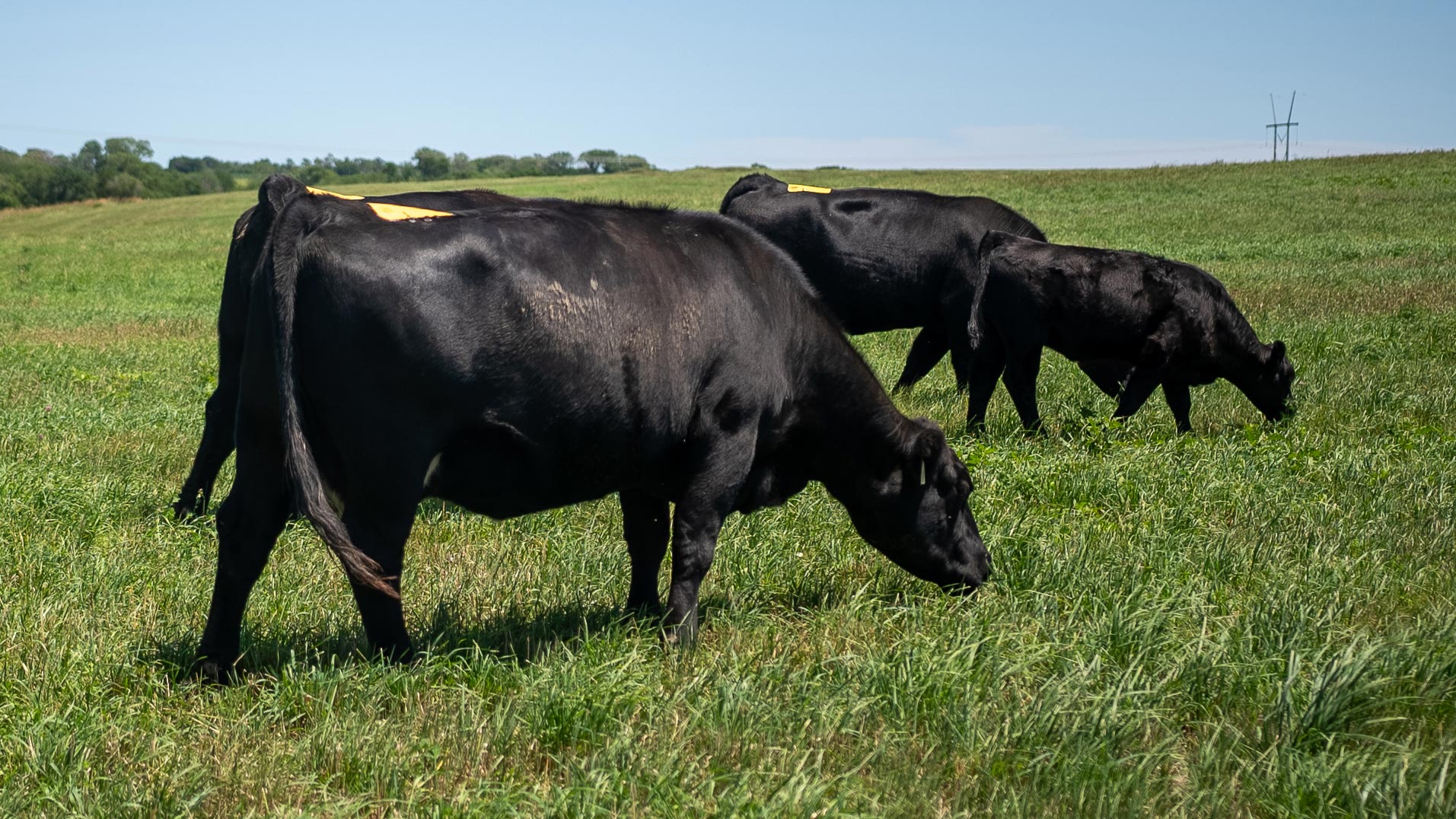 The Cows are Calling