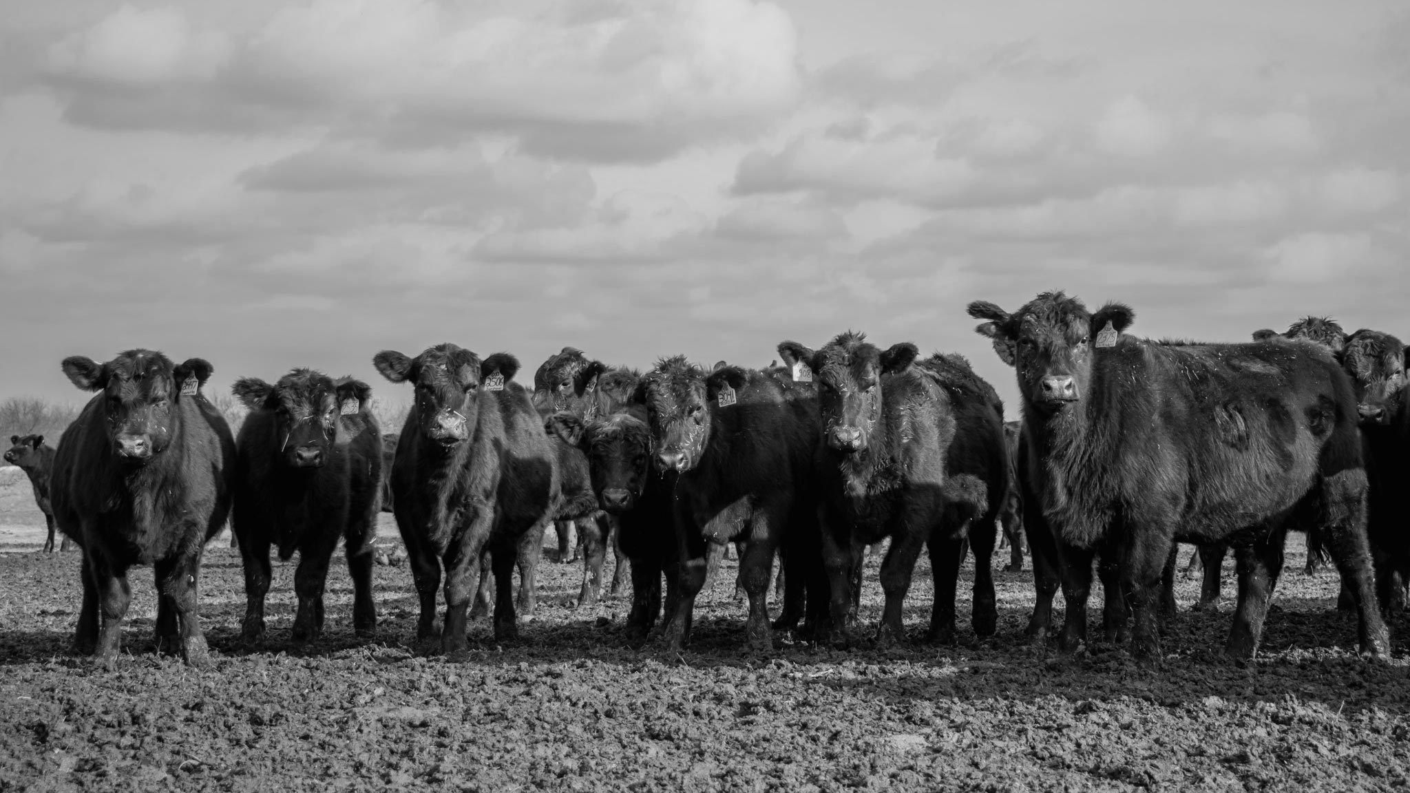 CattleFax: Strong Demand and High Price Outlook for 2025