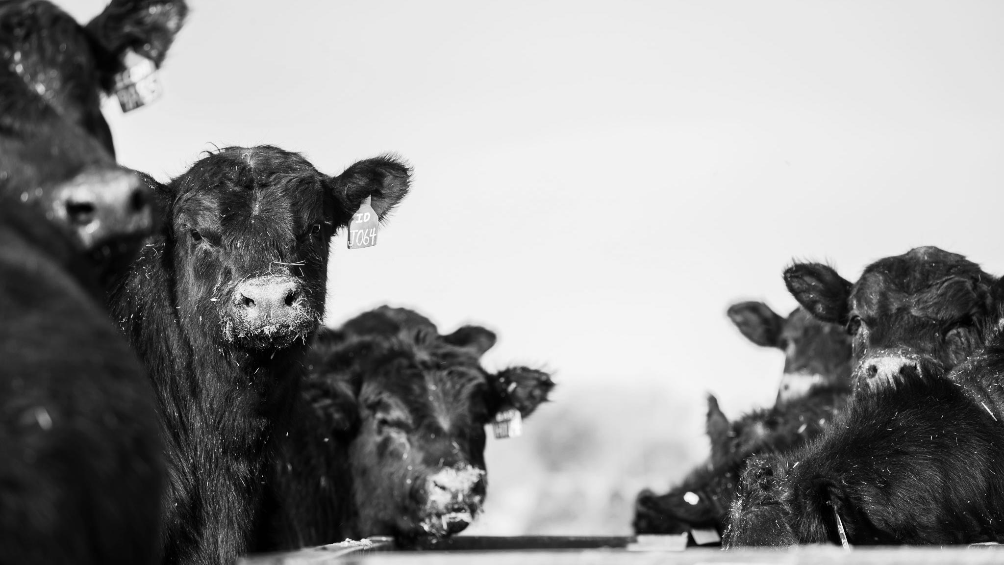 CattleFax Price Outlook