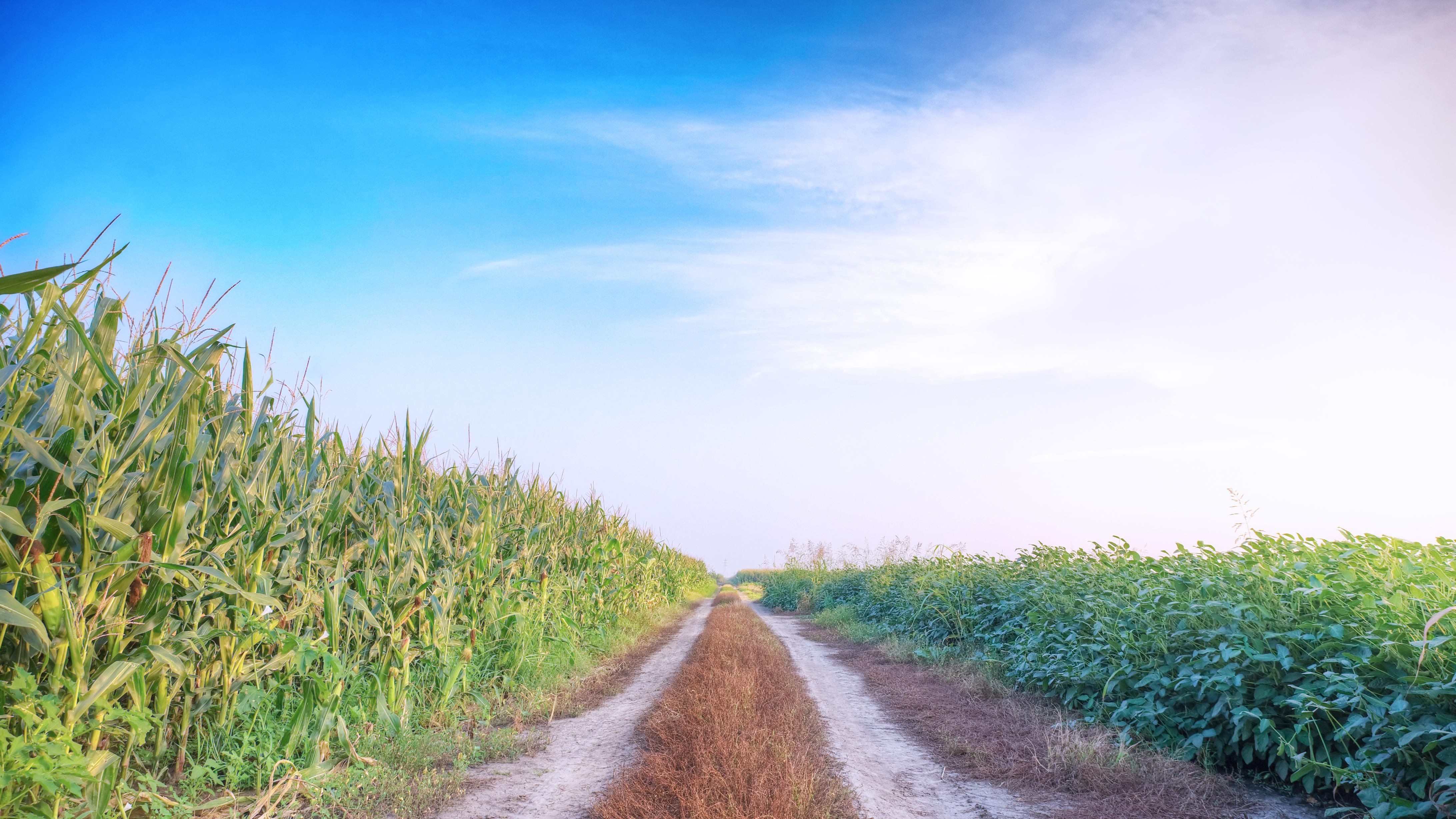 CattleFax Outlook: Economy, Energy and Feed Grains
