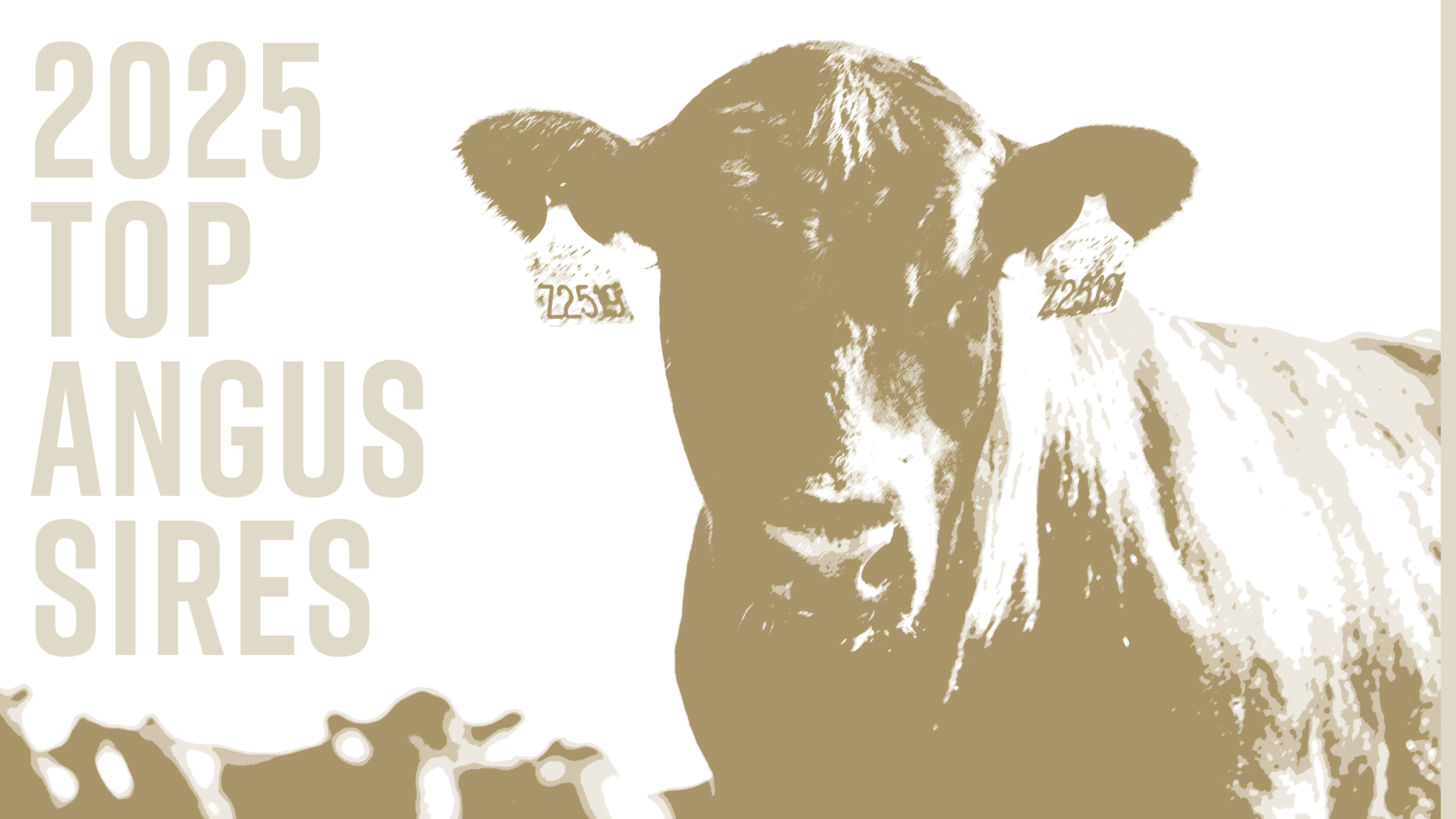 2025 Top Angus Sires