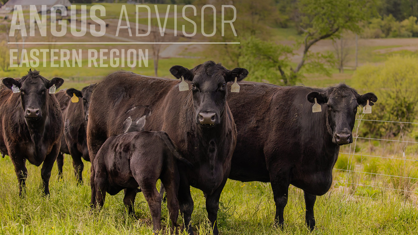 Angus Advisor Eastern Region