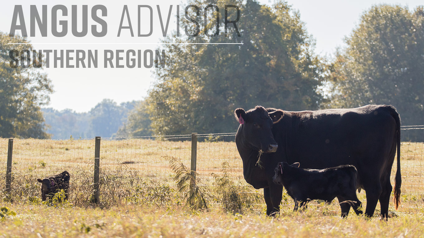 Angus Advisor Southern Region