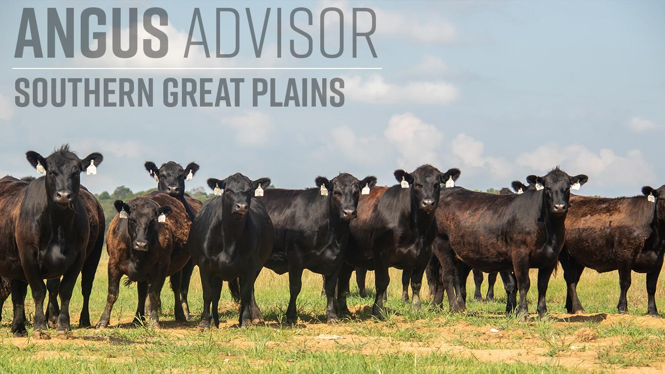 Angus Advisor Southern Great Plains