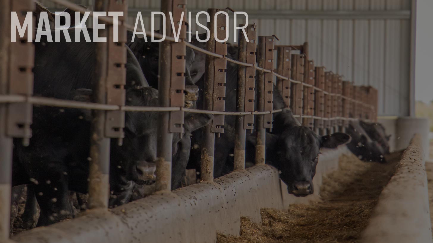 Beef Cow Herd Restocking Continues to Stall Out