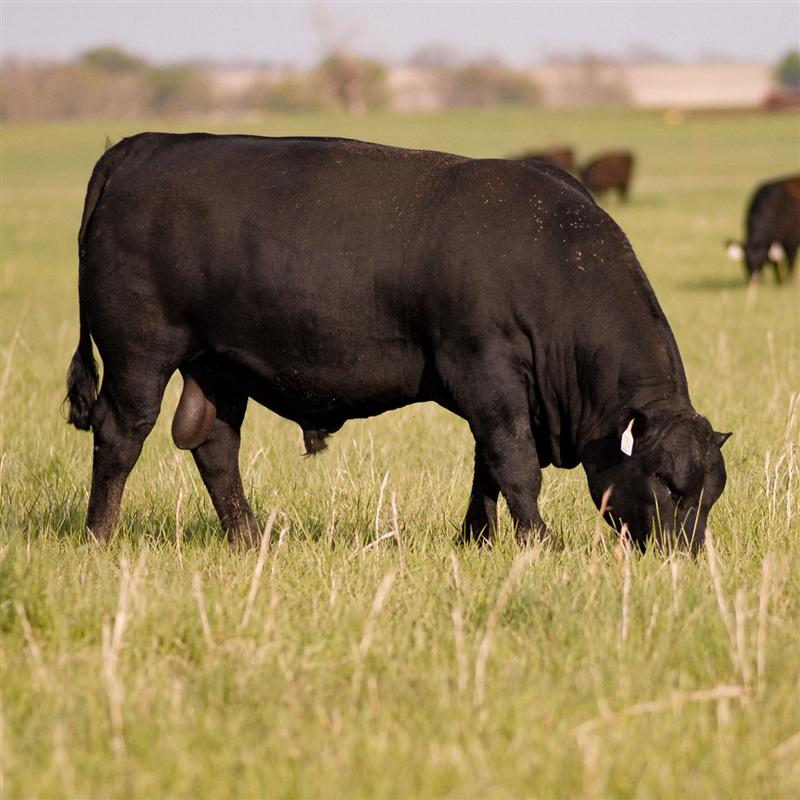 Bull Buying Strategies